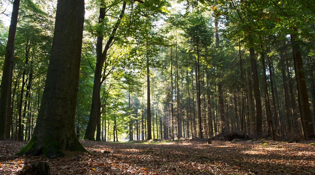 Natuurbegraafplaatsen Nederland | van Waarde | Natuurbegraven